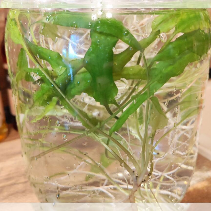 Аквариумное растение