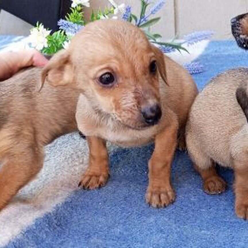 Таксы метисы