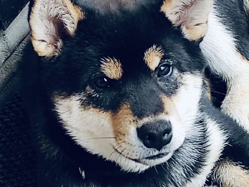 Сиба ину в начале июня