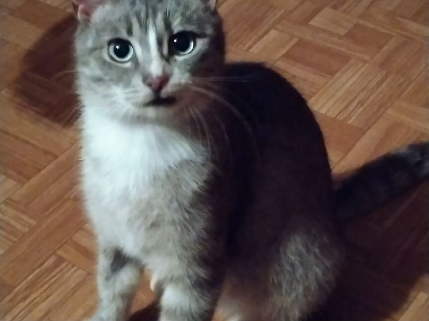 Котик мальчик 11 месяцев