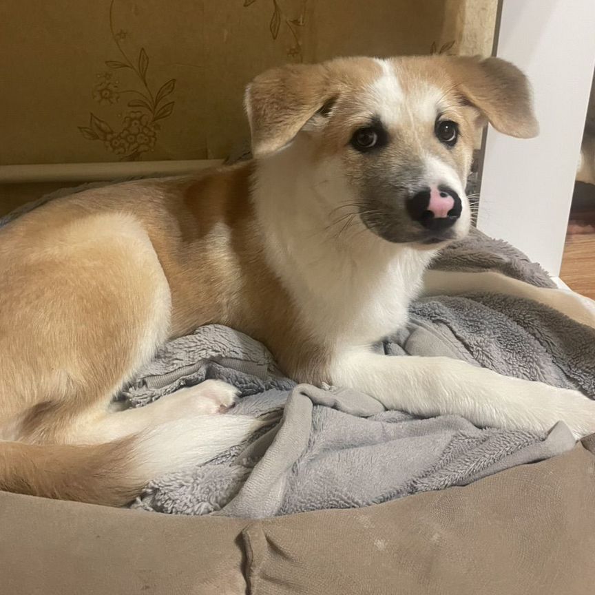 Акита-ину, щенок