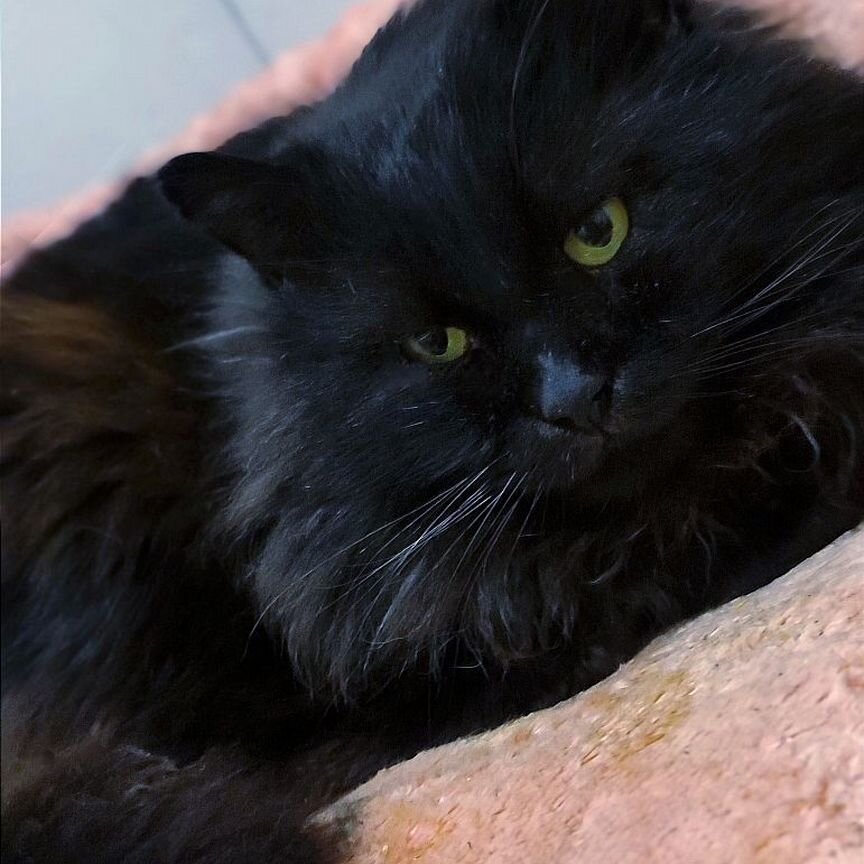 Черная персидская