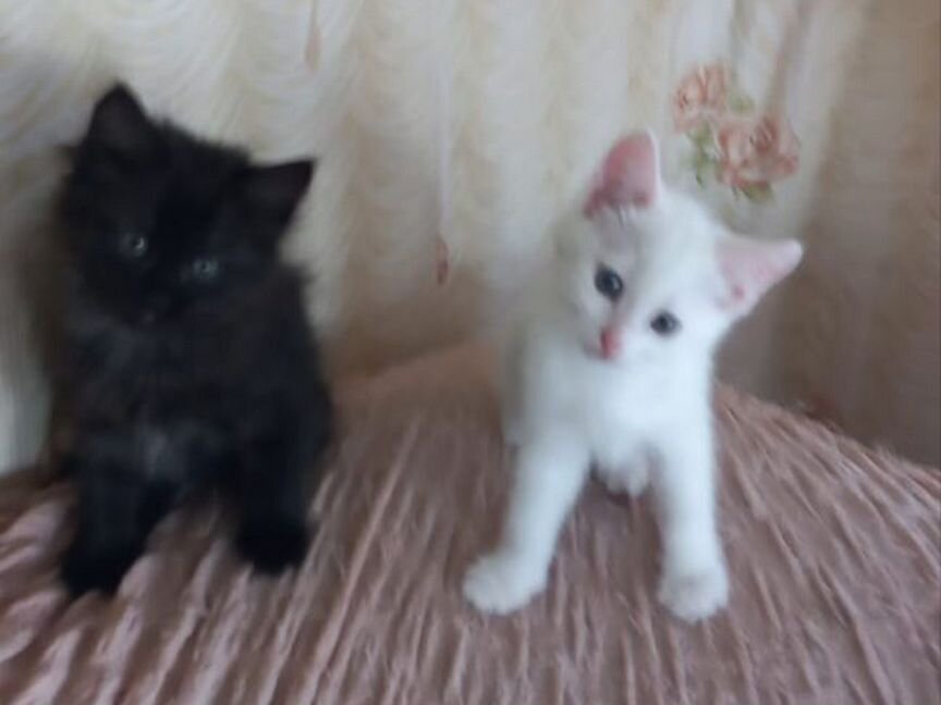 Котята 2-х мес