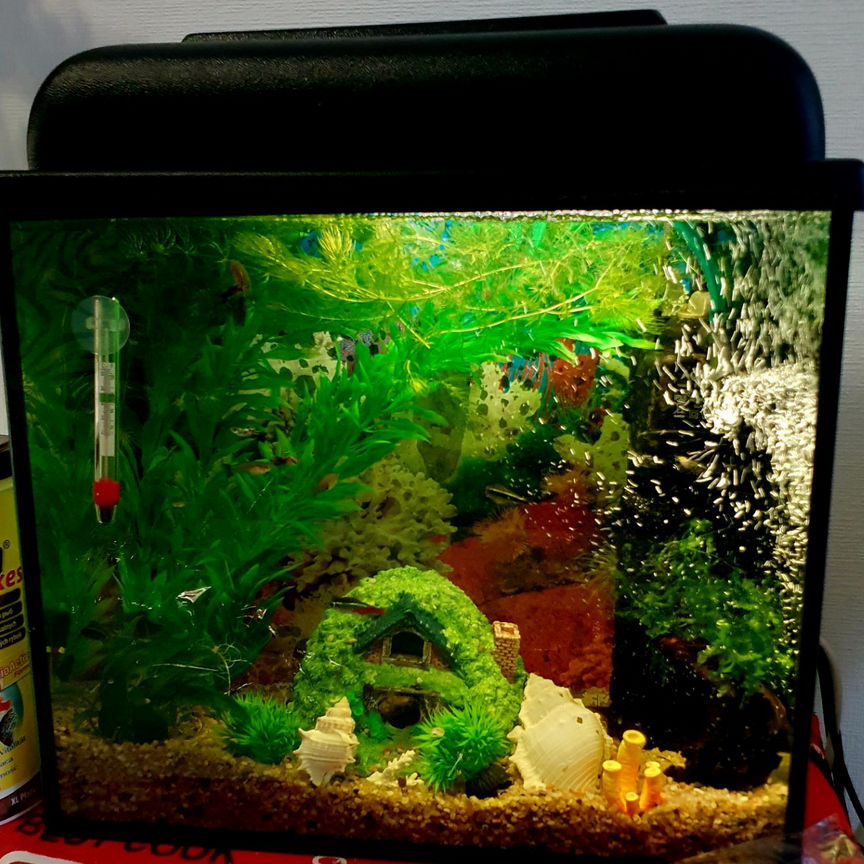 Аквариум с неонами,эндлерами,креветками