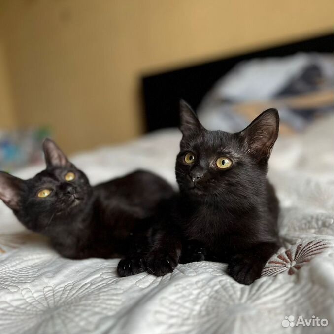 Килька и Клякса - котята в хорошие руки