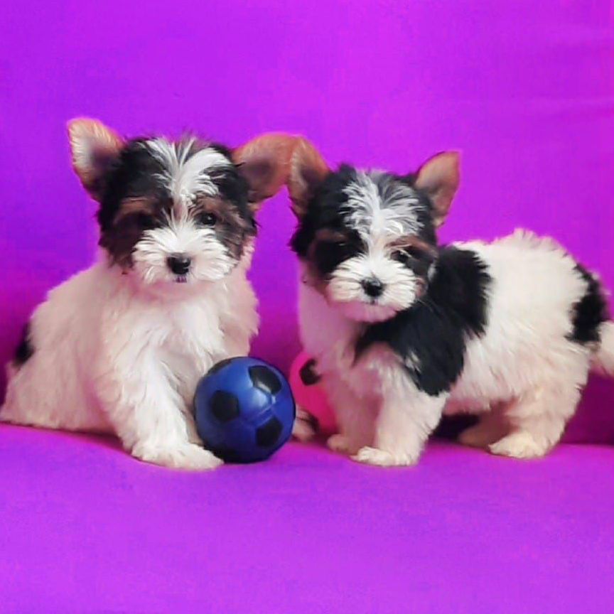 Бивер-йоркширский терьер, щенок