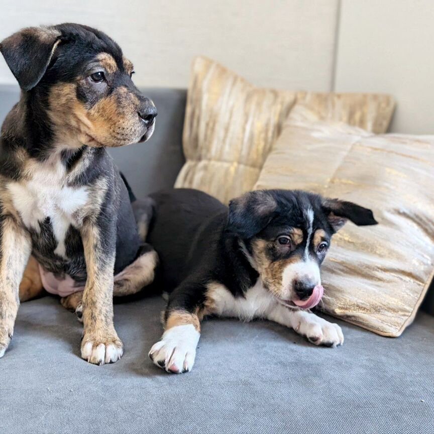 Щеночки в добрые руки девочки