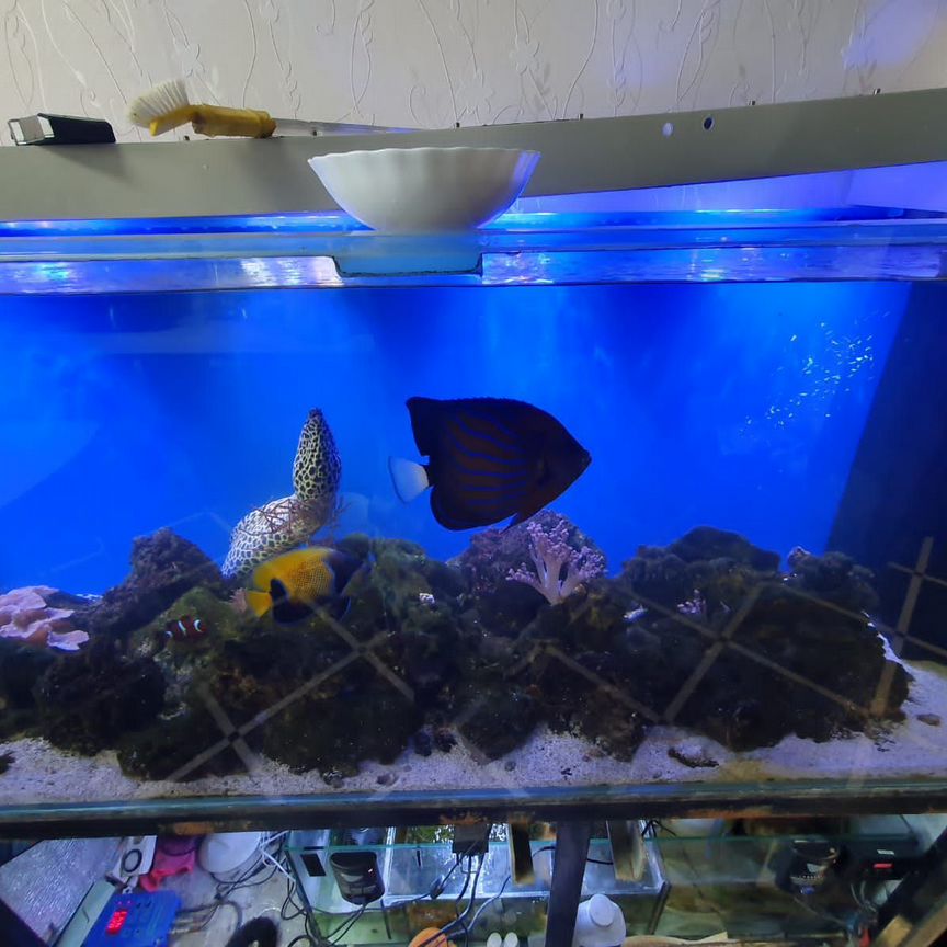 Аквариум морской 600 литров