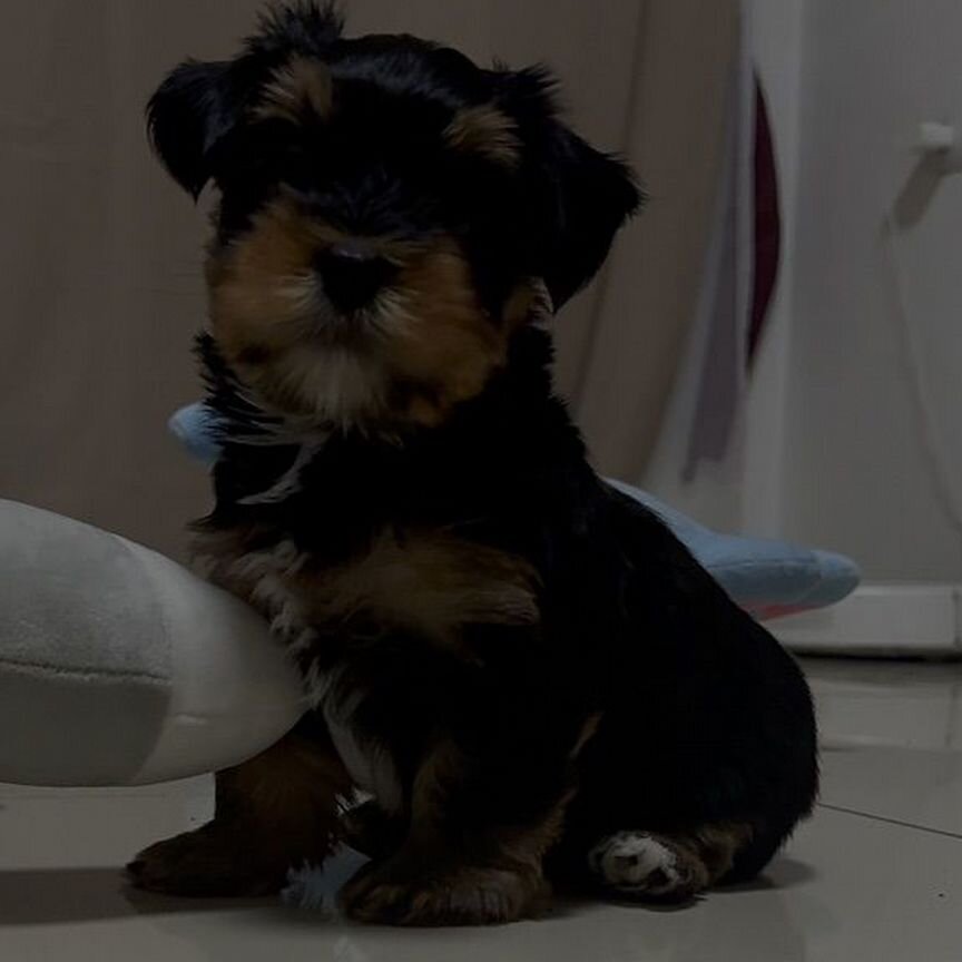 Йоркширский терьер, щенок