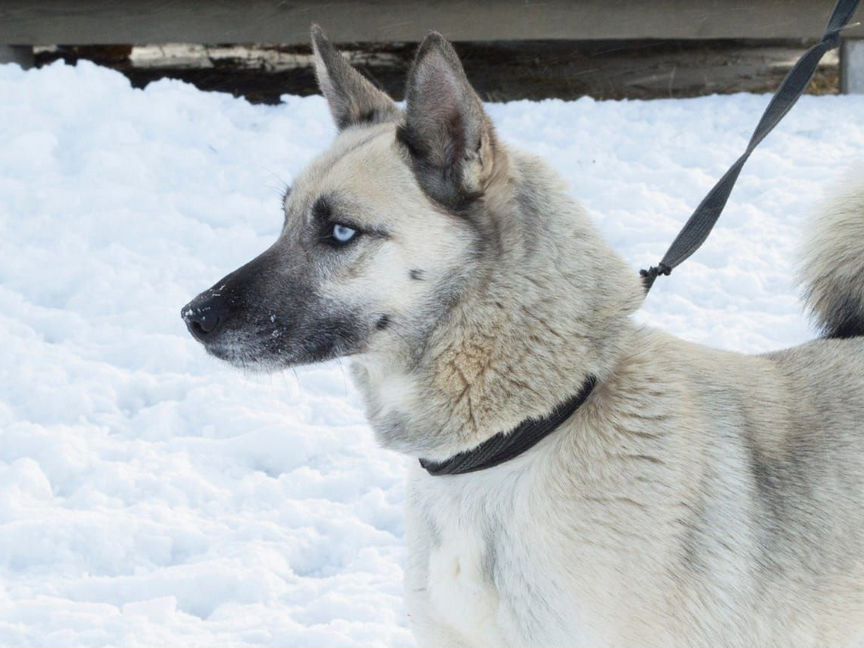 Помесь хаски