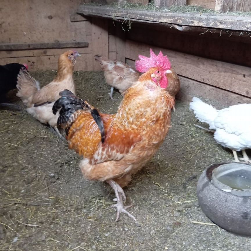 Петух годовалый