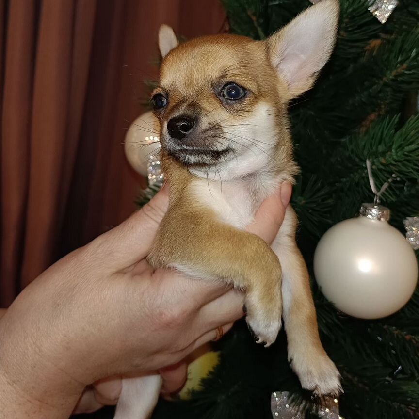 Чихуахуа, щенок