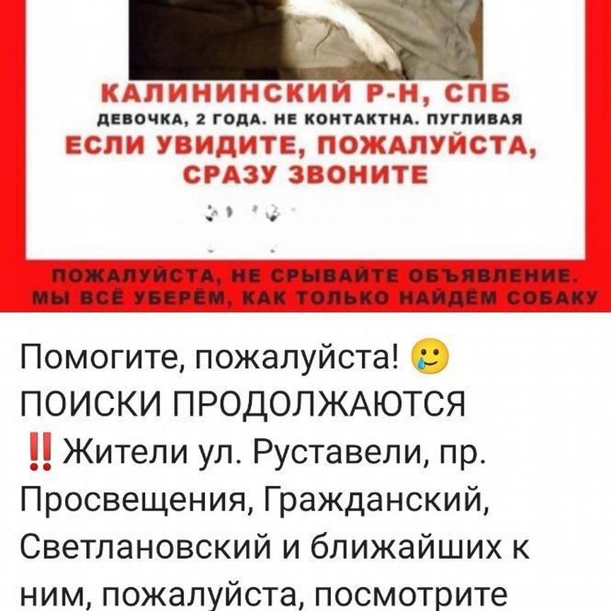 Потерялась Собачка ;в Калининском районе