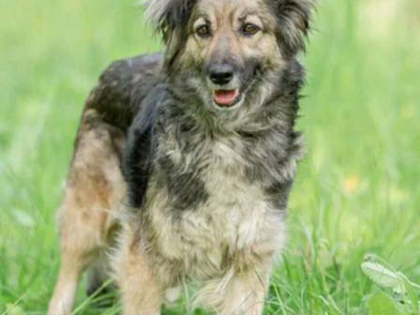 Золото, а не собака В самые добрые руки