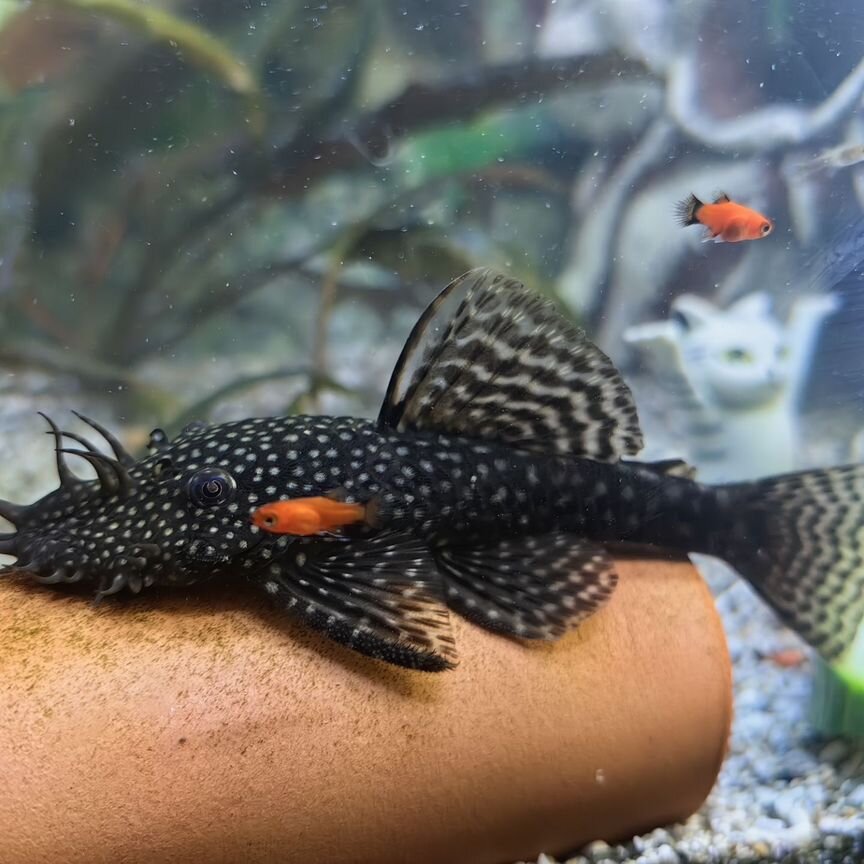 Анциструс самец