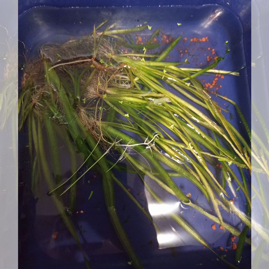 Растение аквариумное