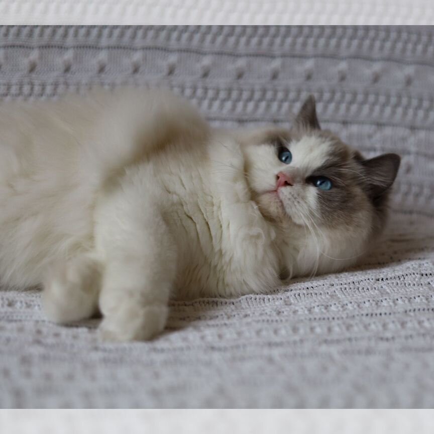 Рэгдолл, взрослая кошка