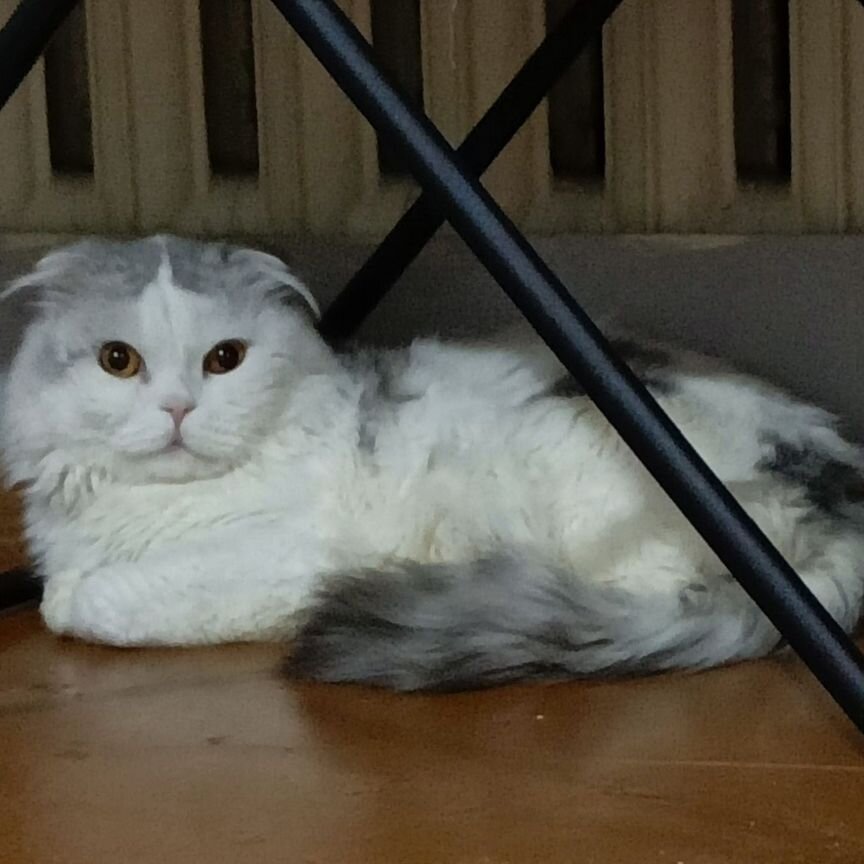 Кот 3 года