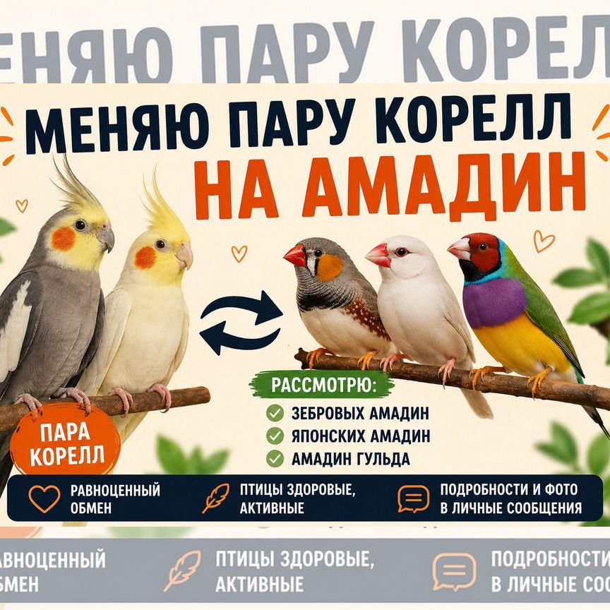 Пара корелл амадины