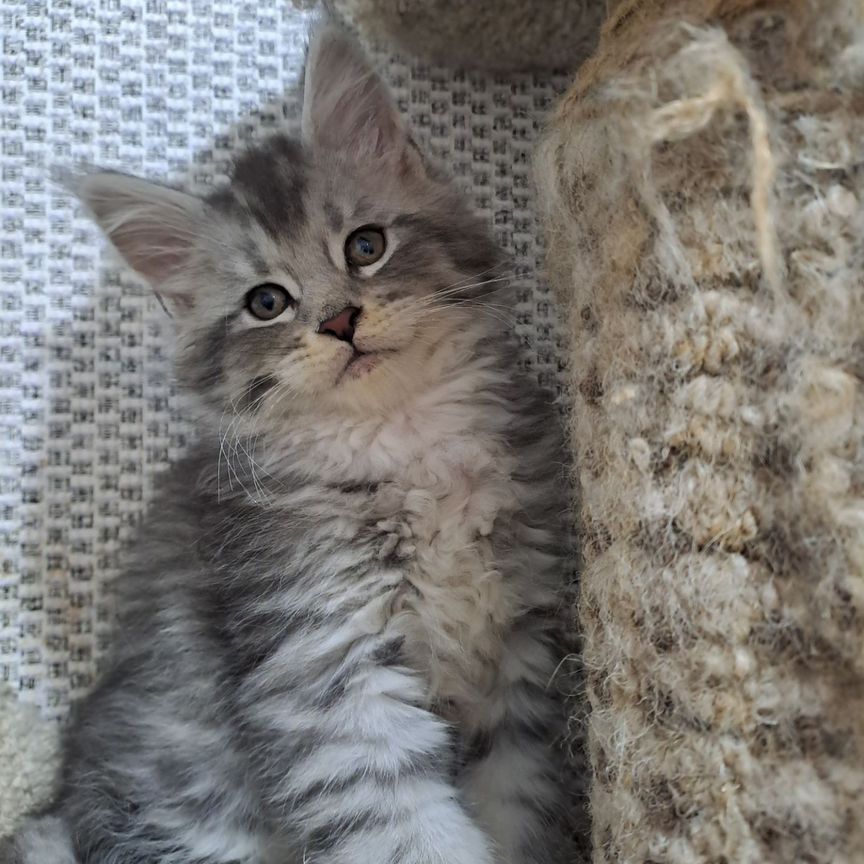 Мейн-кун котёнок