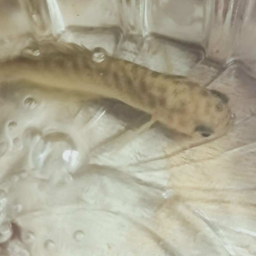 Мраморная гурами, торг