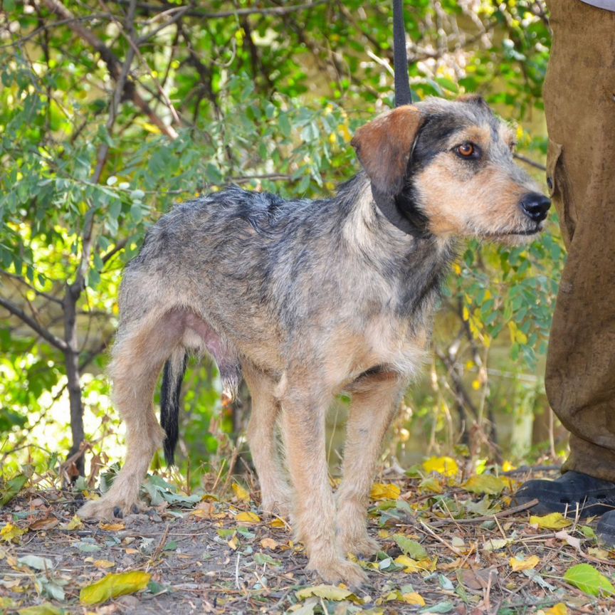 Собака в добрые руки мальчик