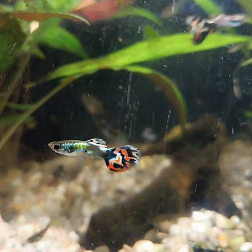 Аквариумные рыбки гуппи