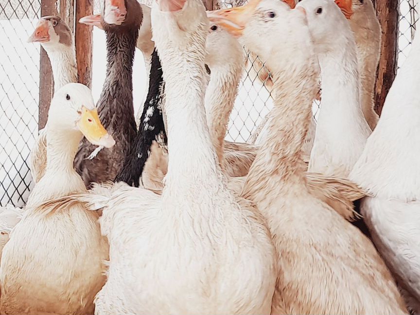 Гусыня, селезень, петушок