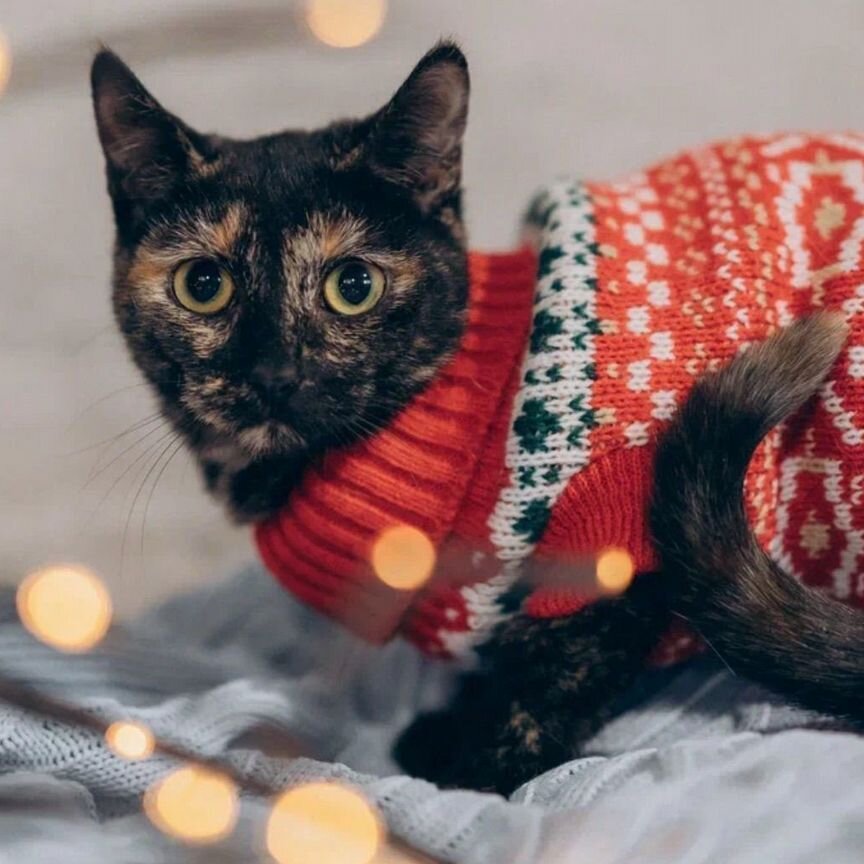 Котенок Маркошка ждет родителей