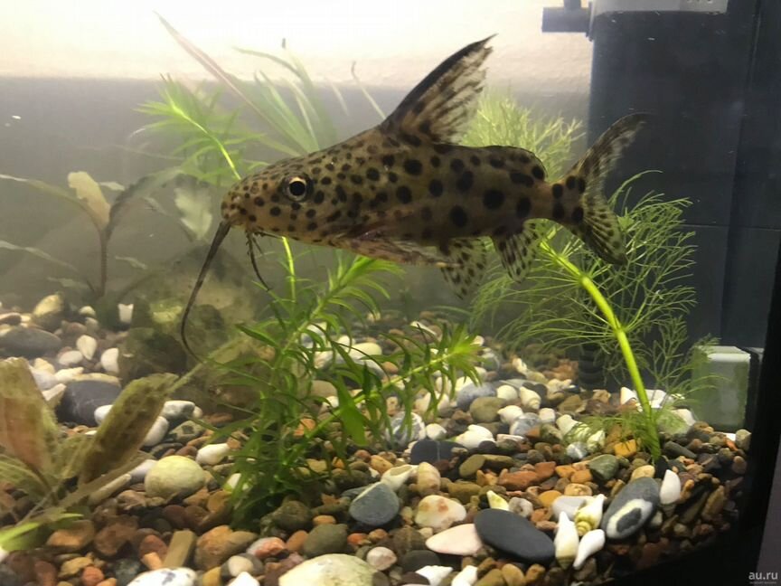 Сомы сенадонтисы