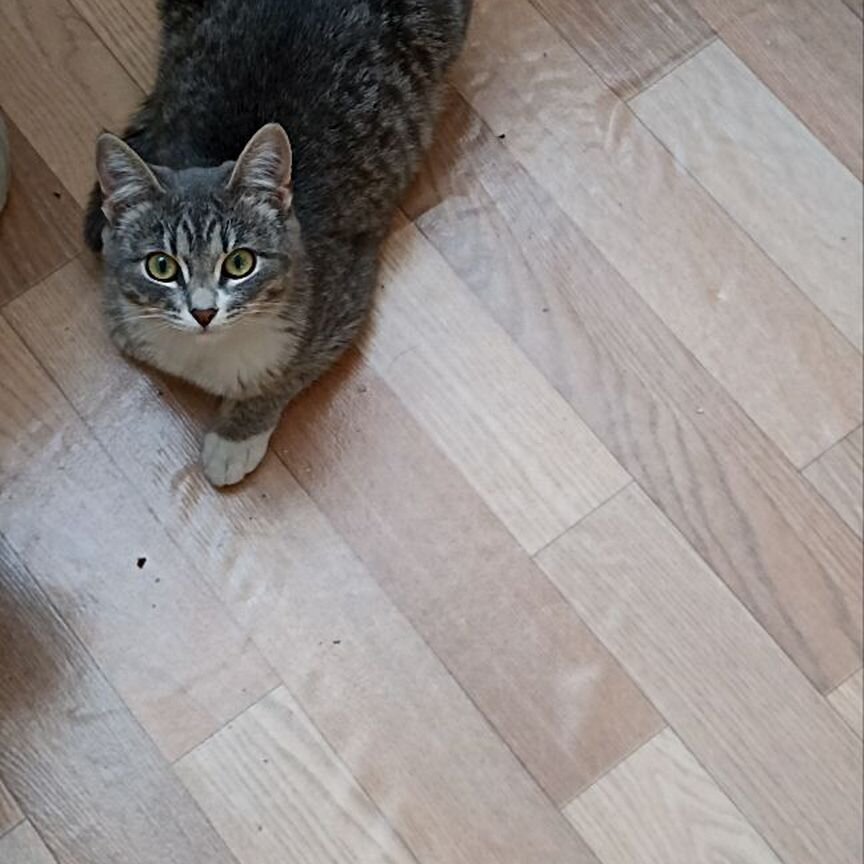 Кошечка обычная