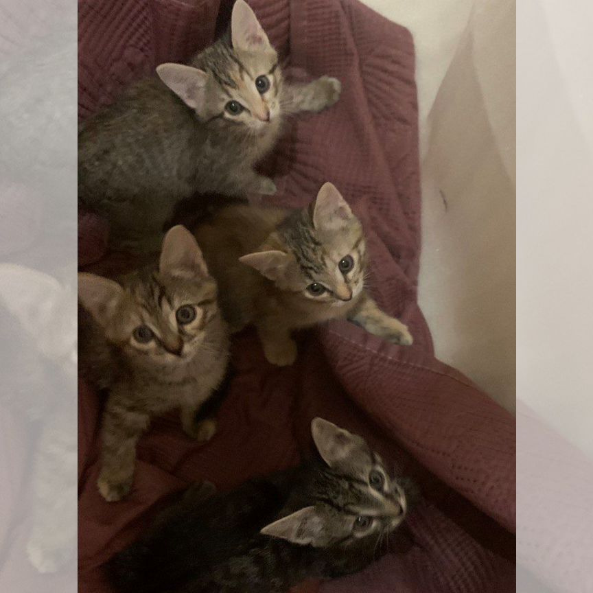 Котята в добрые руки