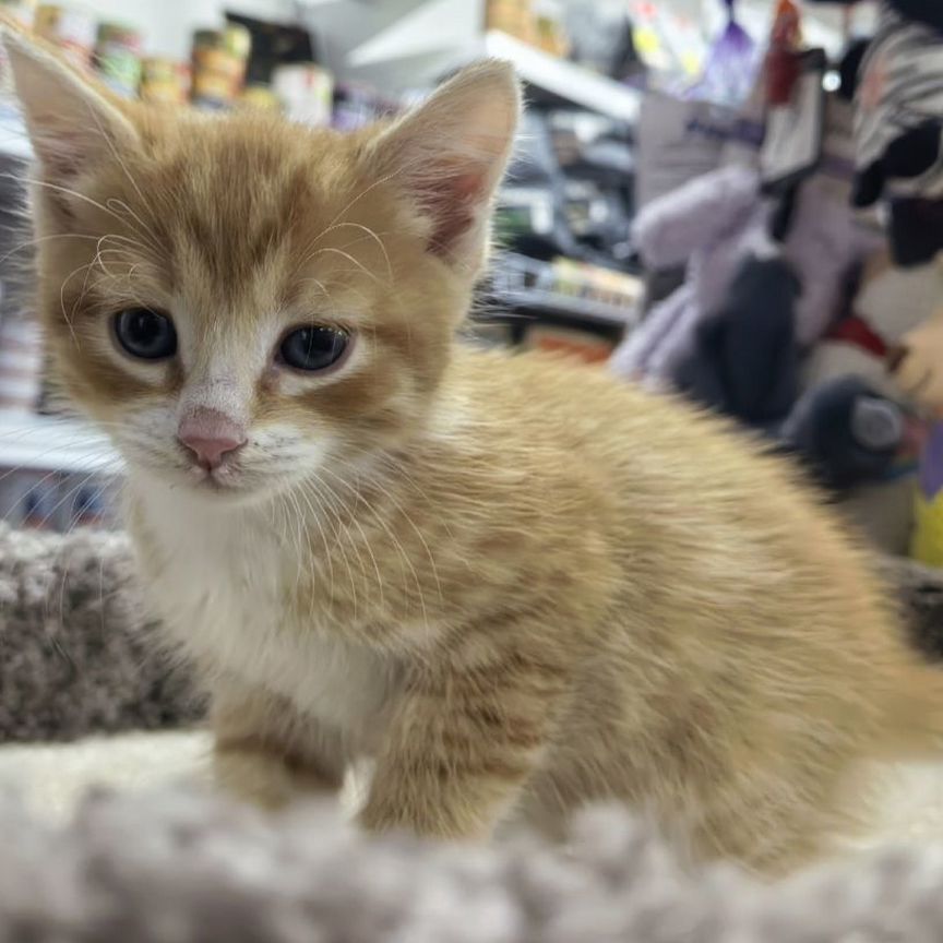 Котёнок в добрые руки