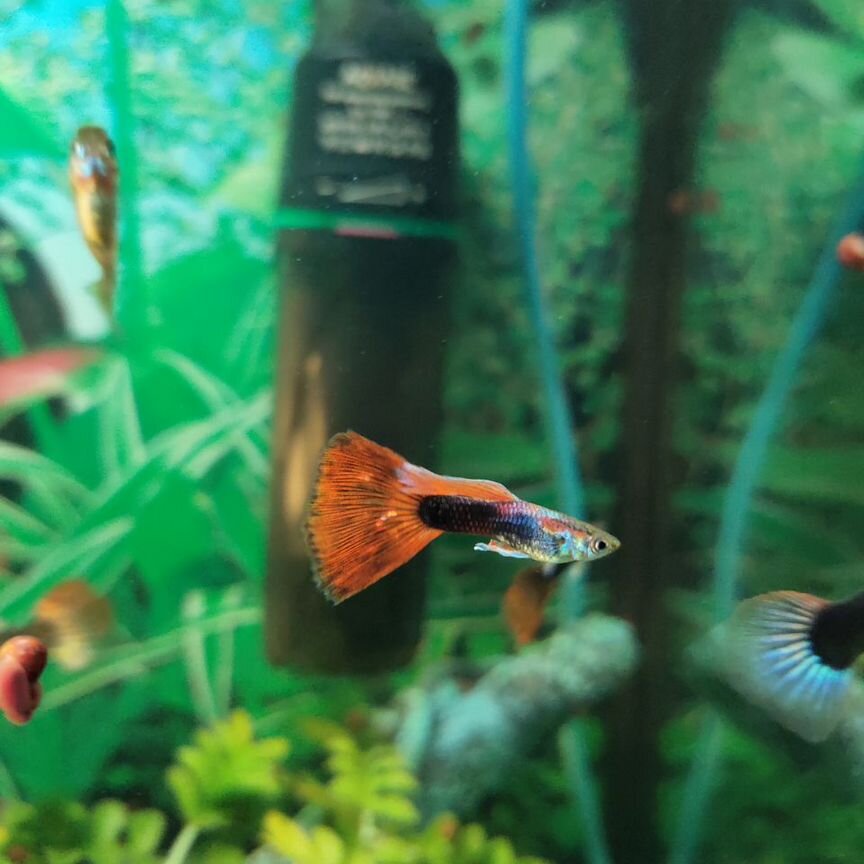 Рыбки гуппи