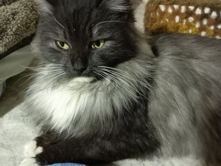 Кот в добрые руки