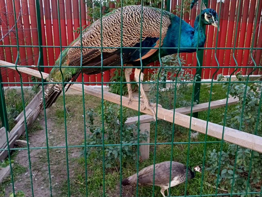 Птицы павлины