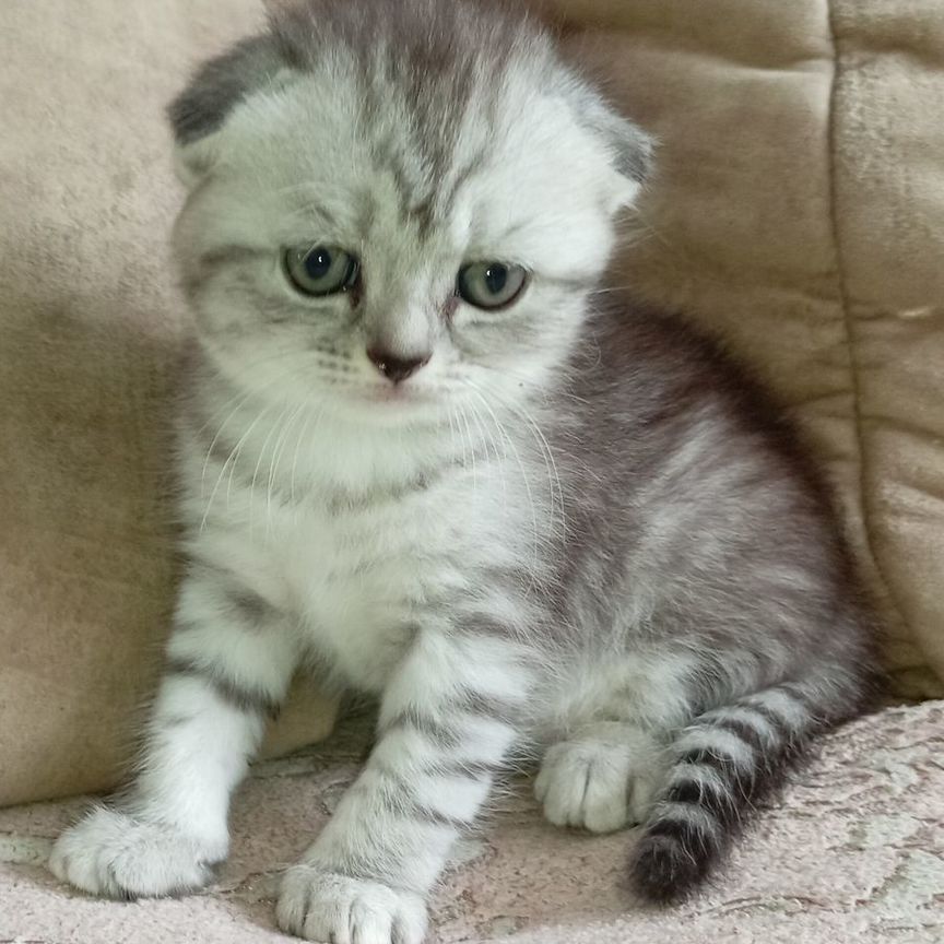 Шотландские вислоухие