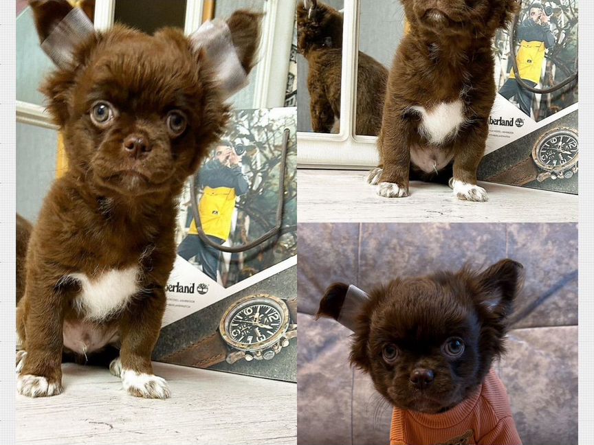 Чихуахуа Принц Уильям