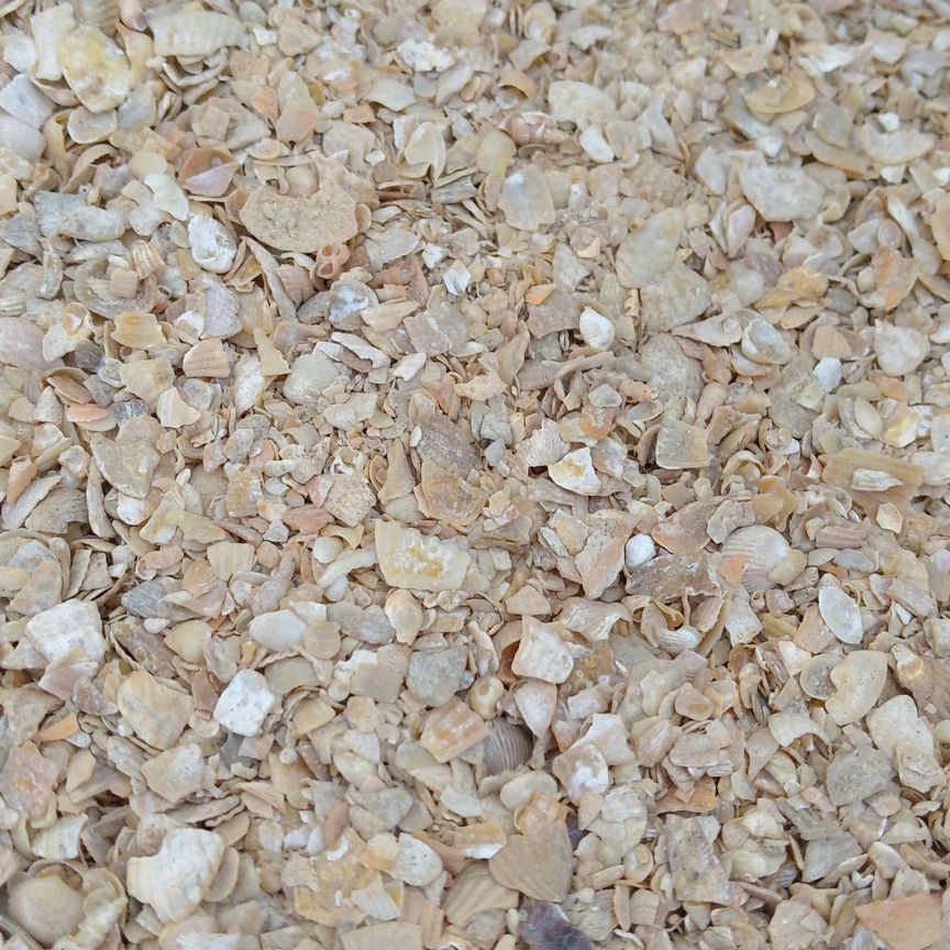 Ракушка морская кормовая