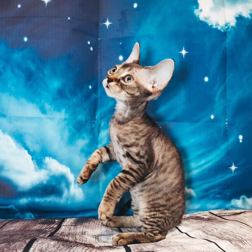 Девочка Девон Рекс