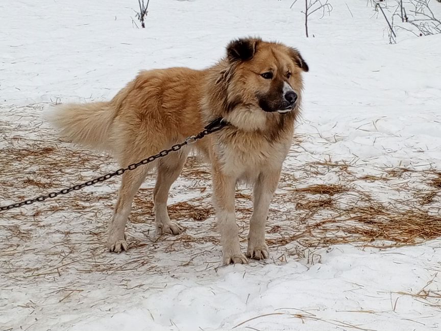 Собака в добрые руки