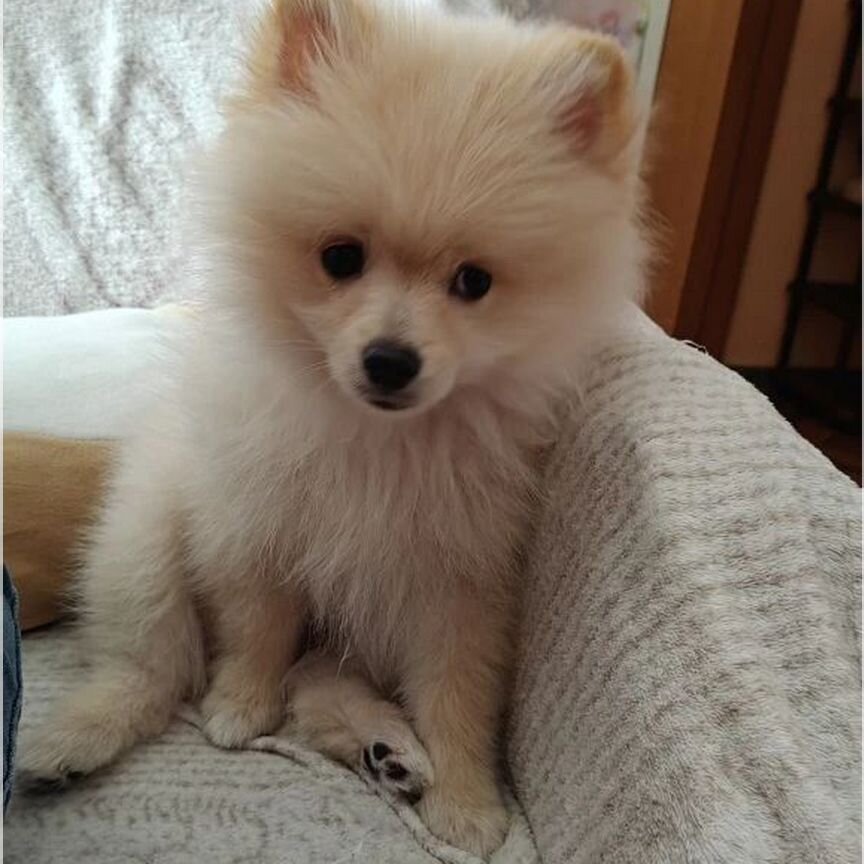 Померанский шпиц, щенок