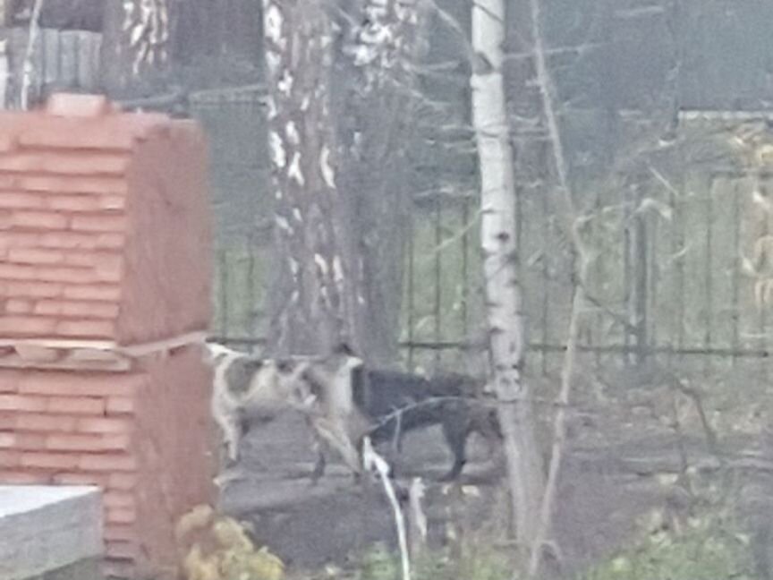 Собаки