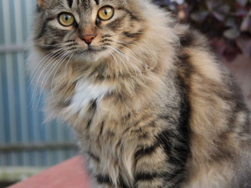 Сибирская кошка