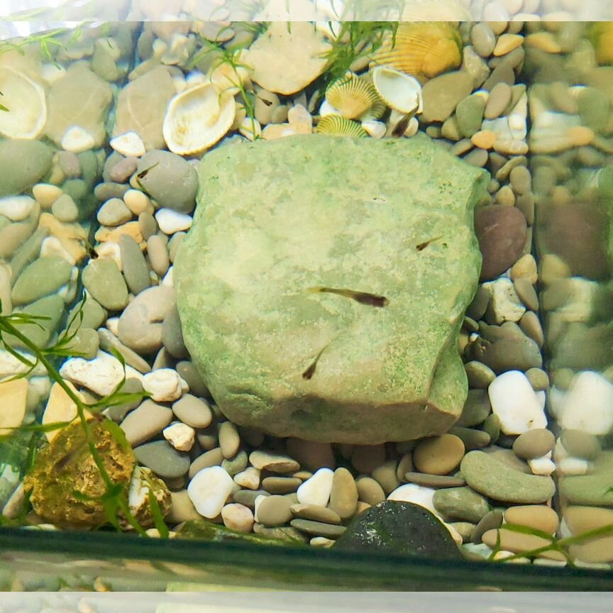 Мальки гуппи