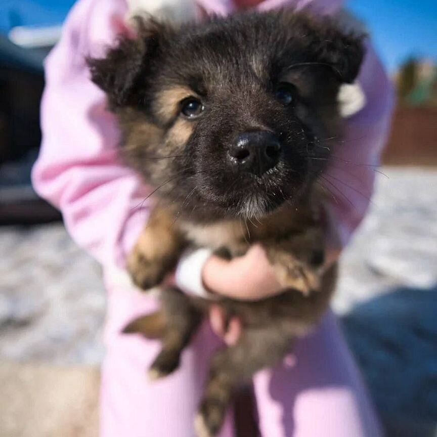 Щенок в добрые руки