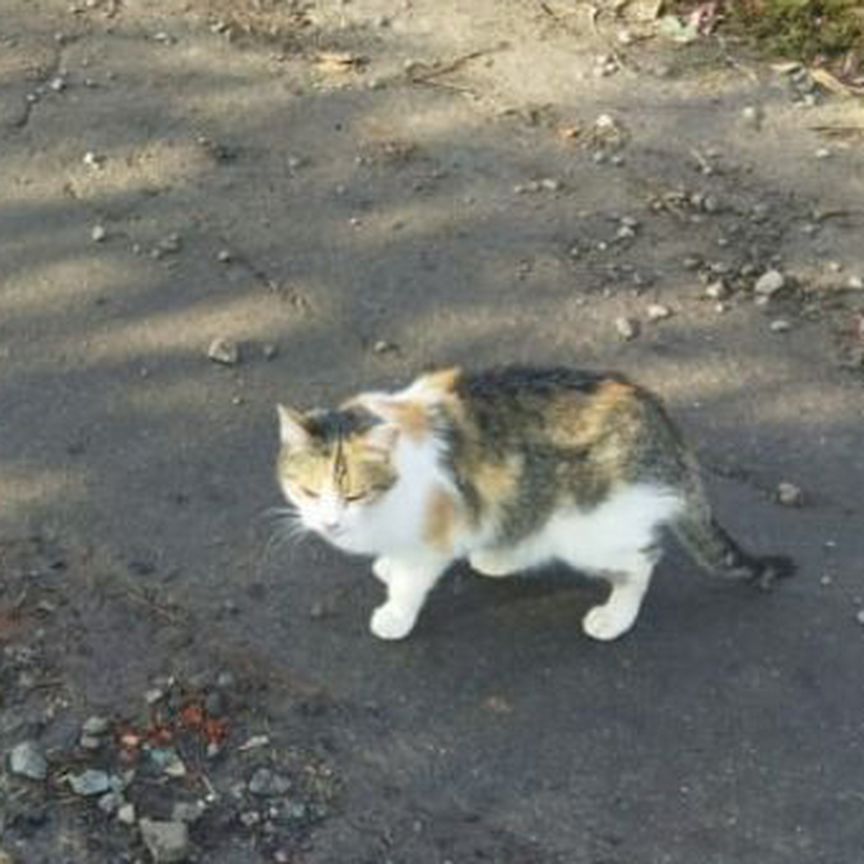 Взрослая кошка в добрые руки