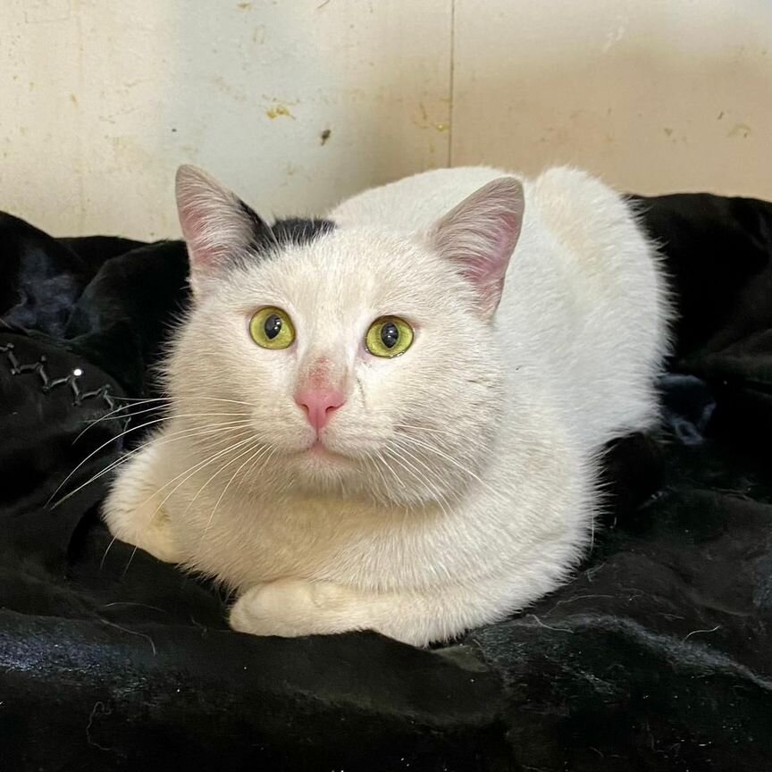 Котик в добрые руки