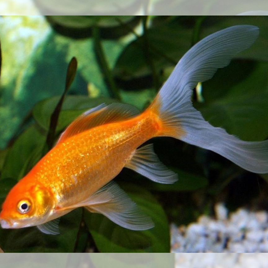 Рыбы авариумные Кометы