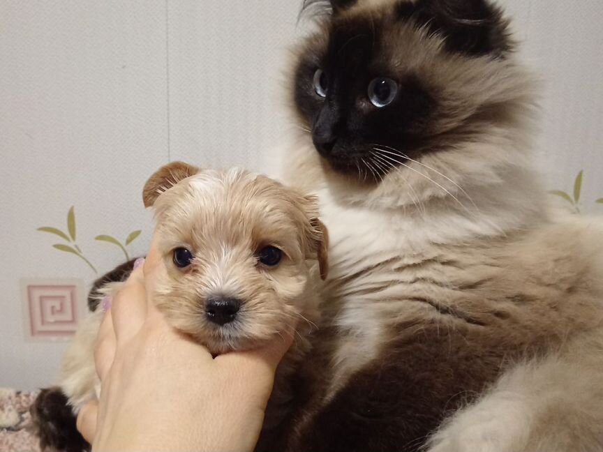 Золотой щенок